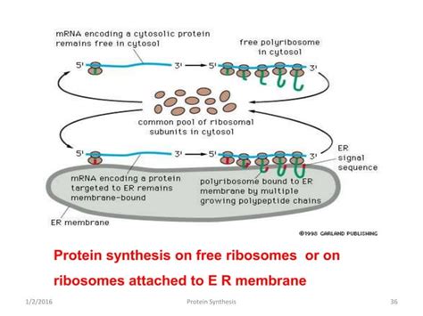 Structure And Function Of Messenger Rna Mrna Pptx Programming Languages Computing