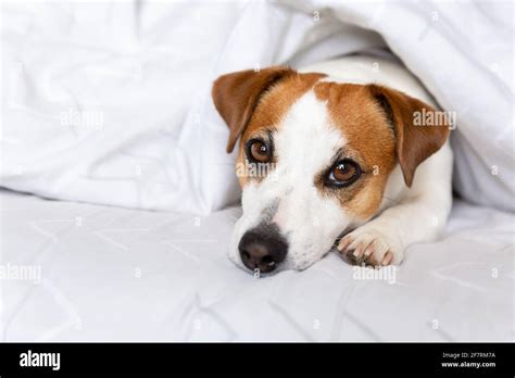 A Dog Jack Russell Terrier Lies On The Bed Under A Blanket Looks At
