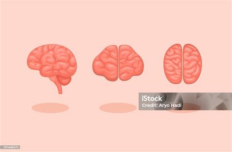 상단 측면과 전면 컬렉션 세트 만화 일러스트 벡터의 뇌 3d 아이콘 대뇌에 대한 스톡 벡터 아트 및 기타 이미지 대뇌 0명