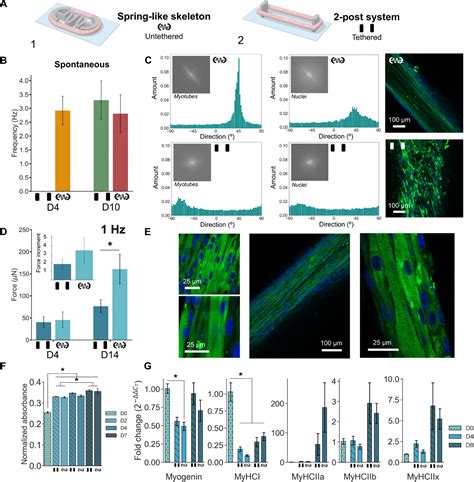 Biohybrid Soft Robots With Self Stimulating Skeletons Science Robotics