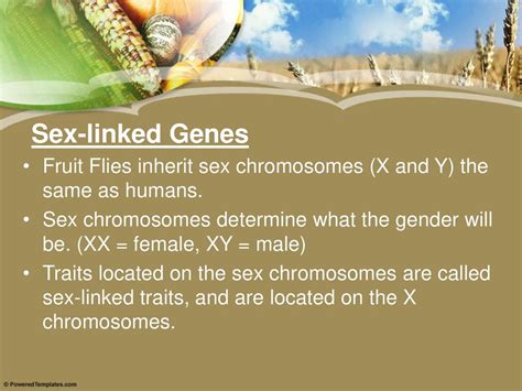 Genotype Phenotype The Genetic Composition Of An Individual Ppt