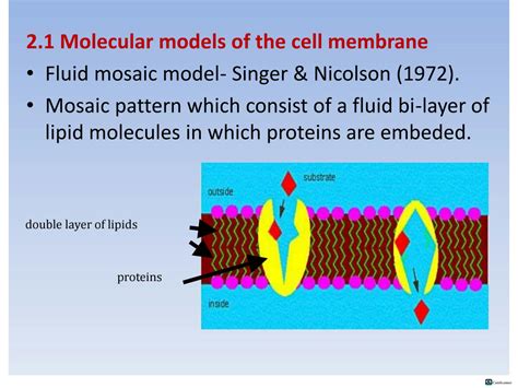 SOLUTION Structure And Function Of Cell Wall And Cell Membrane Short Note Bsc 1st Year Studypool