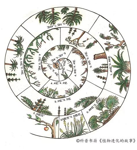 植物进化示意图 植物图片 第4页 大山谷图库