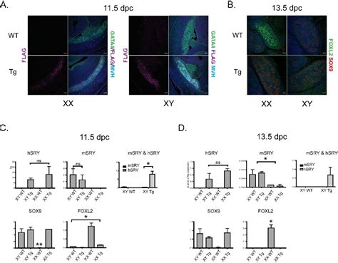 What Role Does The Sry Gene Play In Triggering Gonadal Development