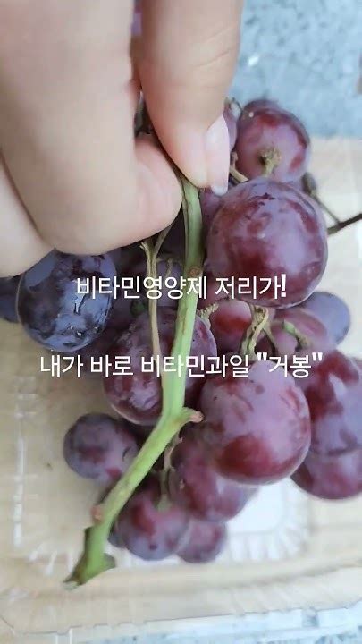마켓파머스 오늘의 과일 거봉 거봉 포도 과일 거봉 수입 거봉 Youtube