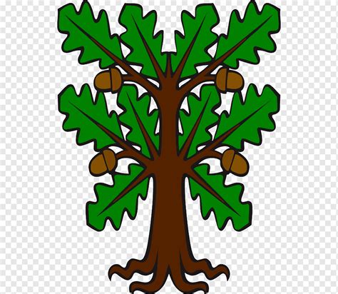 도토리 화이트 오크 도토리 잎 분기 뿌리 Png Pngwing