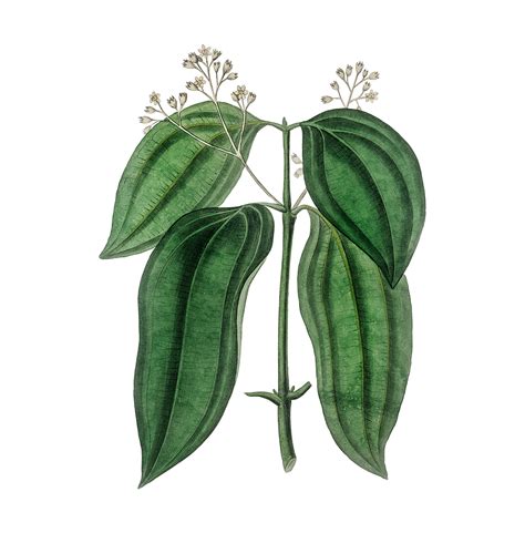 Cinnamomum Verum Uzbaş Arboretum
