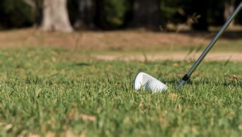 Bentgrass Care And Seeding Tips For A High Quality Turf Lawn