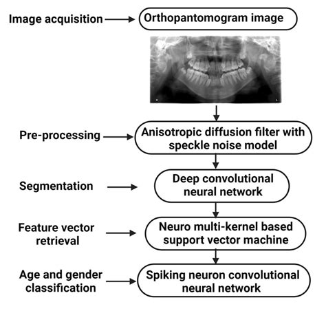 Predicting Age And Gender From Dental Images Steamindiareports
