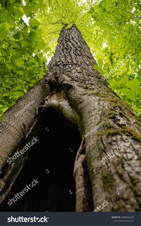 Look Into High Canopy Above Tree Stock Photo 1880596249 Shutterstock