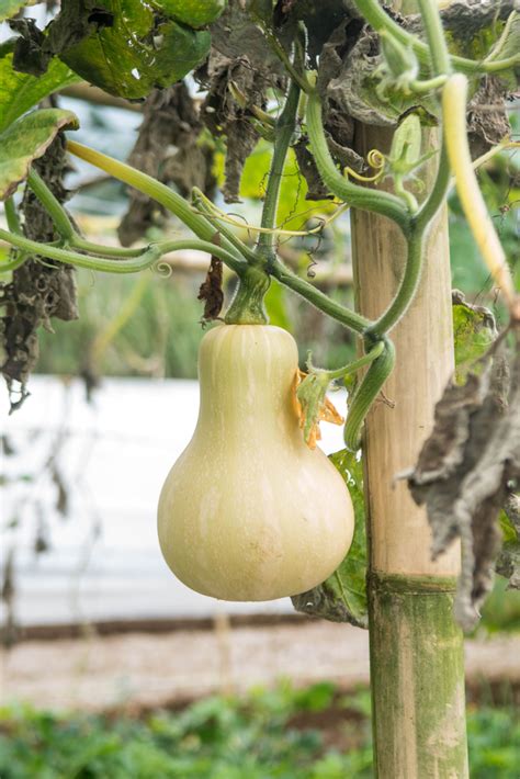 How To Trellis And Grow Squash Vertically For Higher Yields In Less Space