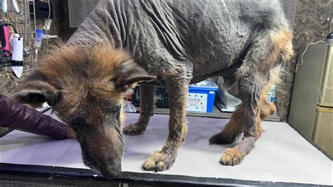 Skin Infection Of German Shepherd Cushing Disease In Gsd Aliyan