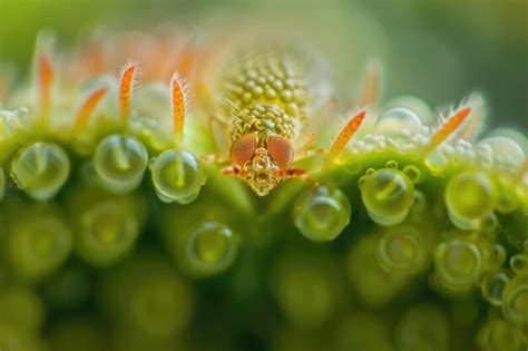 Premium Photo Delve Into The Intricate World Of Microorganisms And Insects Showcased In