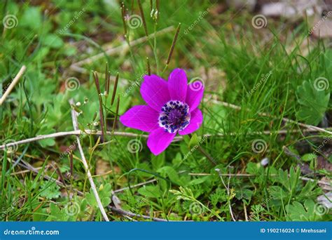 Anemone Pavonina Paacock Flor Natural De La Naturaleza Verde Foto De