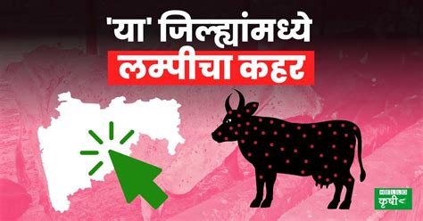 Lumpy Skin Update कोल्हापूर नंतर या जिल्ह्यांमध्ये लम्पीने घातला कहर पशुपालकांसमोर मोठे