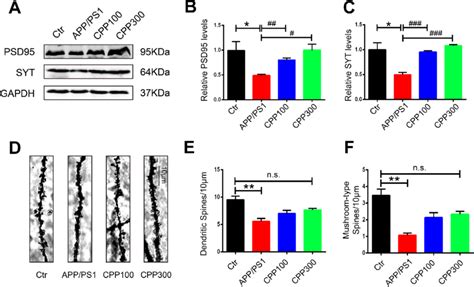 Cpps Recovered The Loss Of Synaptic Proteins And Synaptic Plasticity In