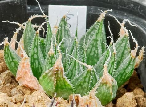 Nortieri Olifantsrivier Bridge Haworthia