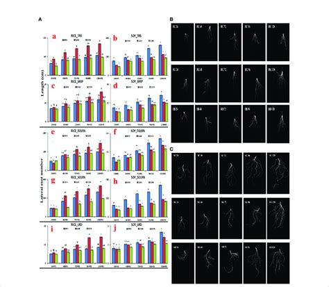 A Root System Architecture Rsa Parameters Of The Two Crops Rice Download Scientific
