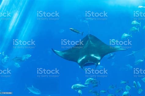 A Manta Ray Behind The Glass With Marine Life For Background Stock