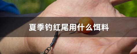 夏季钓红尾用什么饵料 鱼百科