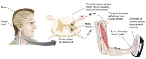 Brain And Behaviour Lec 2 Flashcards Quizlet