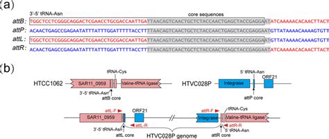 A Alignment Of Dna Sequences Around Htvc028p And Htcc1062 Integration Download Scientific