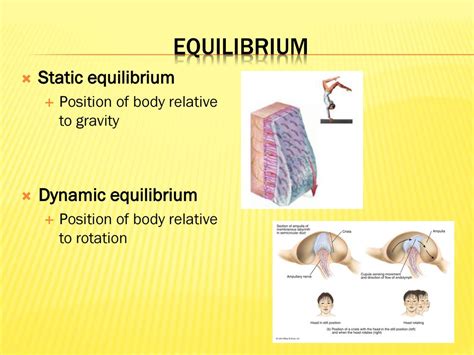 Somatic And Special Senses Ppt Download