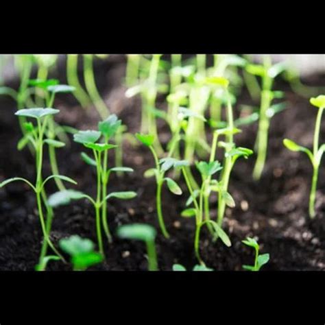 Celery Seed Essential Oil At Rs 5000kg Celery Seed Oil In Surat Id