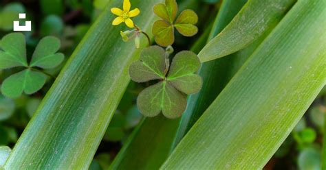 네 잎 클로버가 식물 위에 앉는다 사진 Unsplash의 무료 녹색 이미지