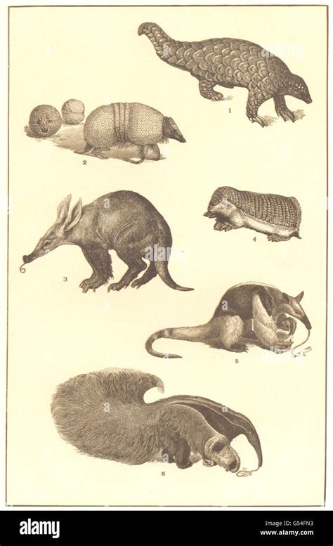 Armadillo And Aardvark Difference