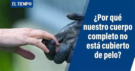 Por Qué Los Humanos No Tenemos El Cuerpo Completamente Cubierto De Pelo
