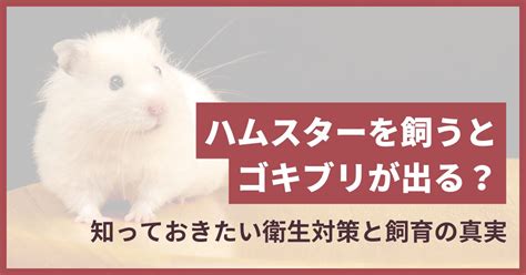 ハムスターを飼うとゴキブリが出る？知っておきたい衛生対策と飼育の真実