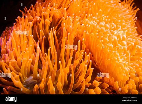 Sea Anemone Close Up View In Ocean Heteractis Magnifica Sea Anemone
