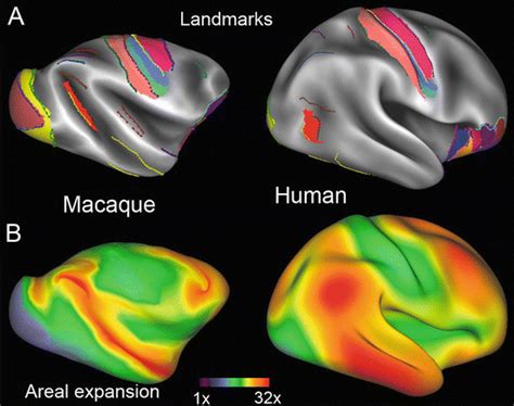 Landmarks Used To Register Macaque To Human Cortex B Areal Expansion