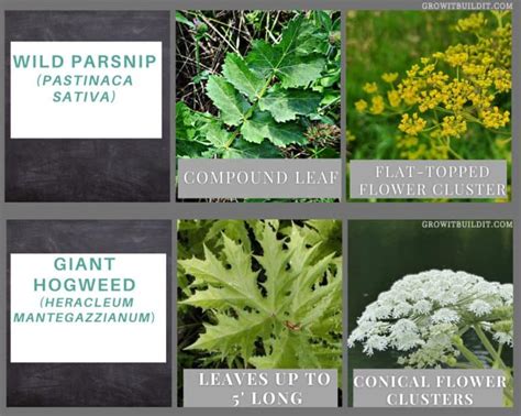 wild parsnip guide to identification treatment and control growit