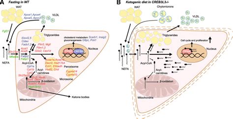 Pparα And Creb3l3 Cooperate To Regulate Hepatic Lipid Metabolism A The