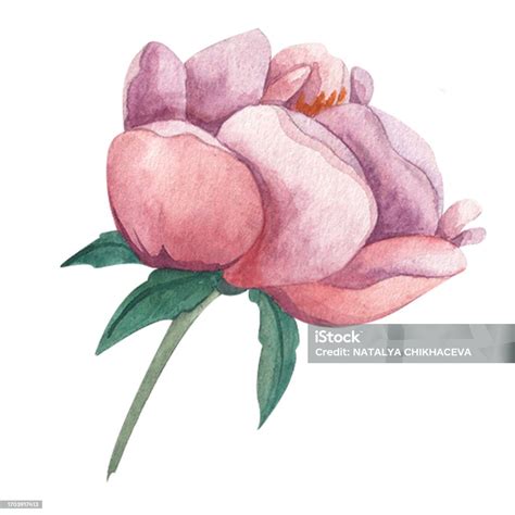 장미 꽃 모란의 수채화 그림 고립된 흰색 배경에 손으로 그렸다 플랫 만화 그림입니다 결혼식 초대장 카드 결혼식에 대한 스톡 벡터