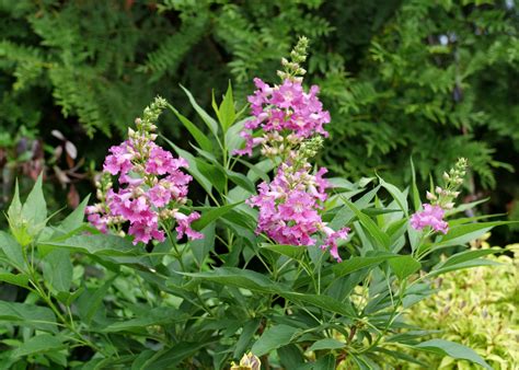El Niño® Chitalpa Desert Orchid Proven Winners Great Garden Plants