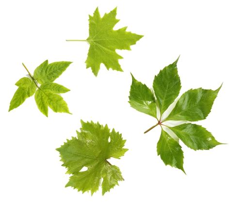 Premium Photo Green Leaves Isolated On White