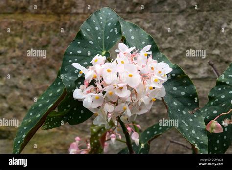 Sydney Australia Pale Pink Flowers Of A Flamingo Queen Begonia Stock