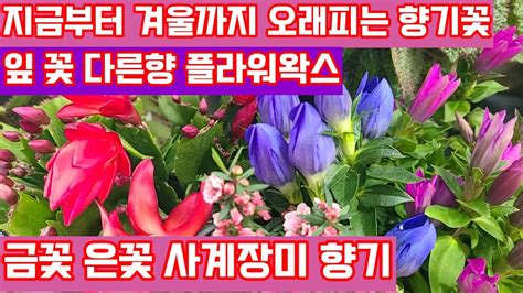 꽃 향기 오래피는 겨울베란다 반려식물 야생화꽃모종 Youtube