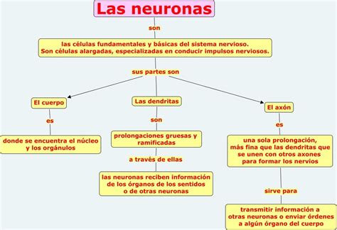 Cuadros Sinópticos Y Mapas Conceptuales Sobre Las Neuronas Cuadro