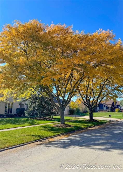 Tree Of The Week Skyline® Honeylocust