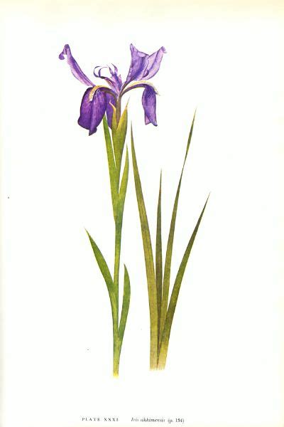 Dykes Genus Iris