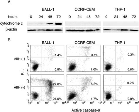 The Mitochondria Mediated Pathway Participated In Apoptosis Induced By