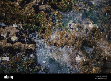 The Texture Of The Ocean Floor Revealed At Low Tide Displaying A