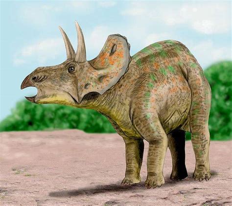 Diceratops Cool Dino Facts Wiki Fandom Powered By Wikia