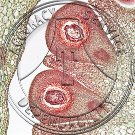 Monocot And Dicot Flower Bud Prepared Microscope Slide