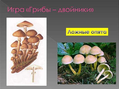 Грибы 2 класс презентация доклад проект скачать