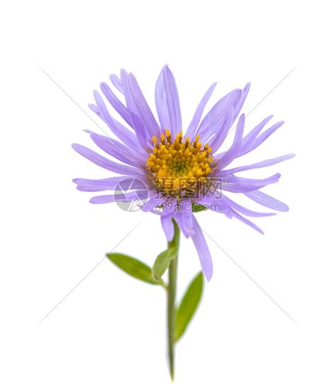 孤立在白色背景上的紫罗兰色花高清图片下载 正版图片503050798 摄图网